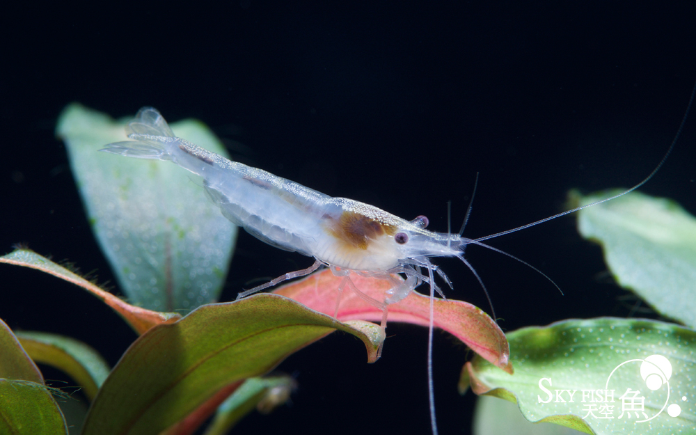 Neocaridina Snowball Water Parameters - Rare Shrimp